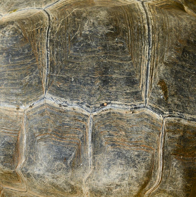Turtle Shell Texture Stock Images - Download 1,368 Royalty Free Photos