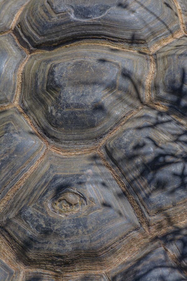 A turtle skin, detail stock image. Image of detail, brown - 20849697