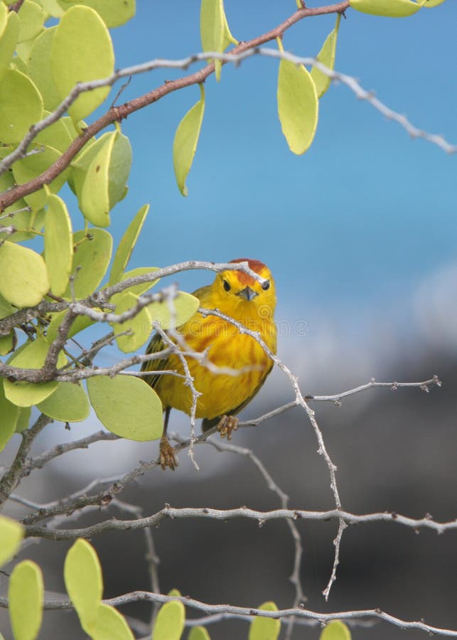 Galapagos Yellow Warbler Finch Stock Photo - Image of nature, travel ...
