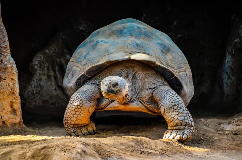 Galapgos Earth Tortoise Turtle Stock Photo - Image of geochelone ...