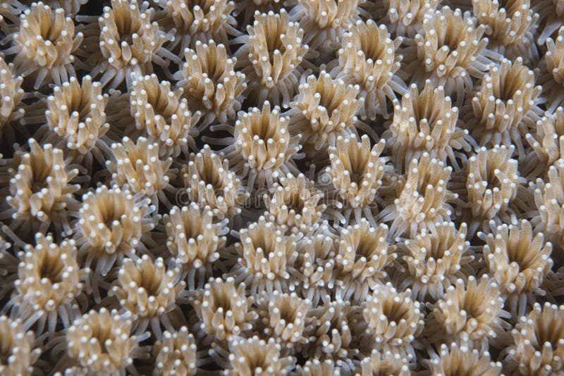Hard Coral Galaxea Sp stock photo. Image of galaxea - 211518616