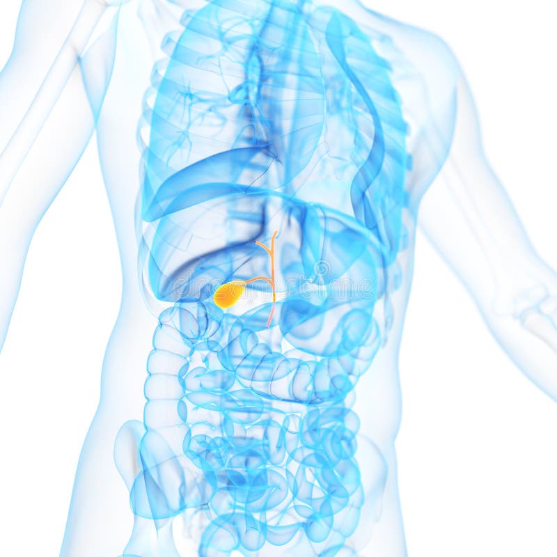 The galbladder stock illustration. Illustration of artwork - 45574315