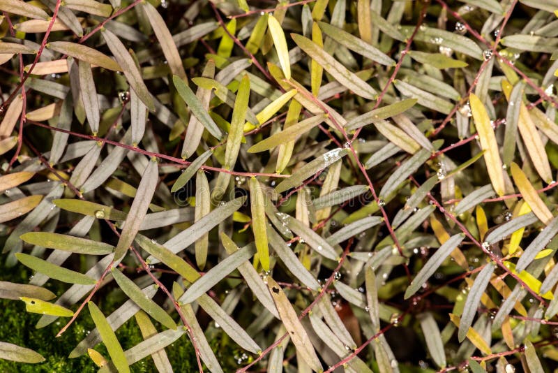 Gale-of-the-Wind stock image. Image of euphorbiaceae - 188045775