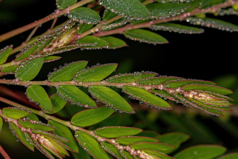 Gale of the Wind Plant stock photo. Image of flower - 238163864