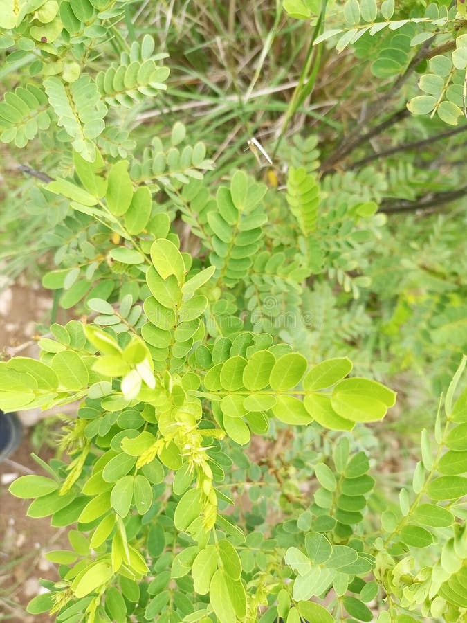 Gale of the Wind Plant Phyllanthus Niruri Stock Image - Image of plant ...