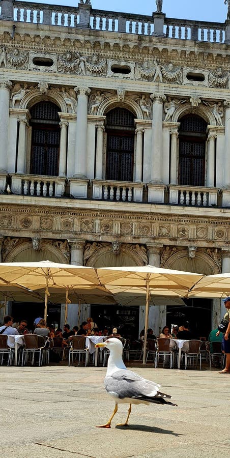 Galeb italy venice stock image. Image of plaza, facade - 391013375