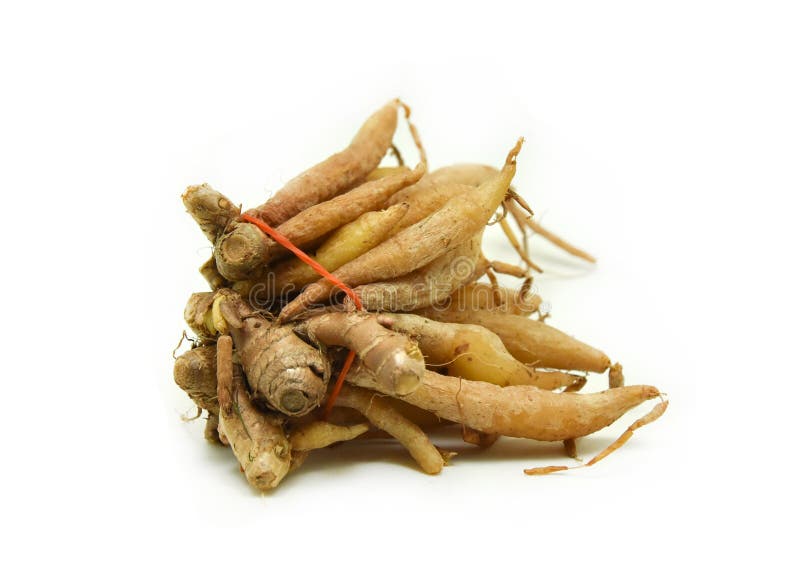 Galgantwurzel Oder Boesenbergia Rundbau- Oder Fingerwurzel Oder ...