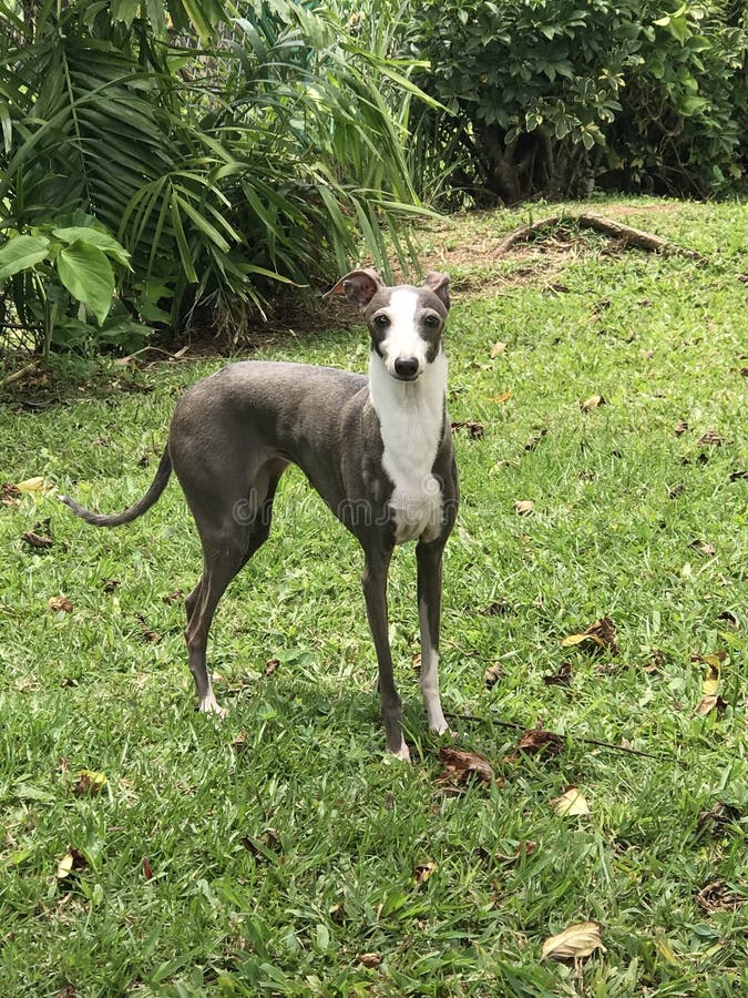 Color Del Azul Del Galgo Italiano Imagen de archivo - Imagen de ...