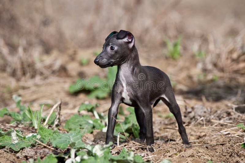 Color Del Azul Del Galgo Italiano Foto de archivo - Imagen de perro ...