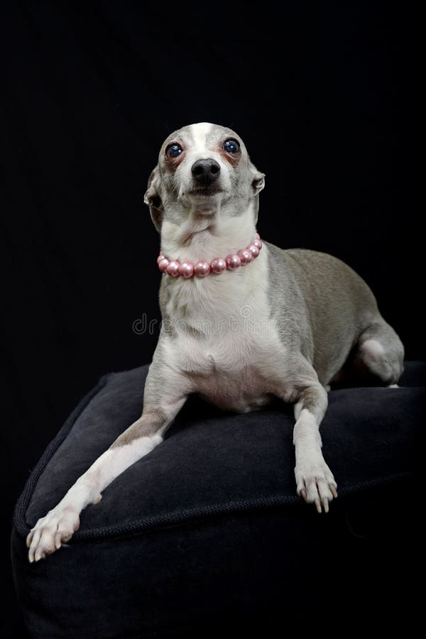 Galgo Italiano Mayor Adorable Foto de archivo - Imagen de inocente ...