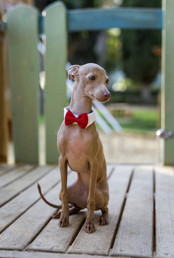 Galgo Italiano Pequeno No Campo Foto de Stock - Imagem de retrato ...