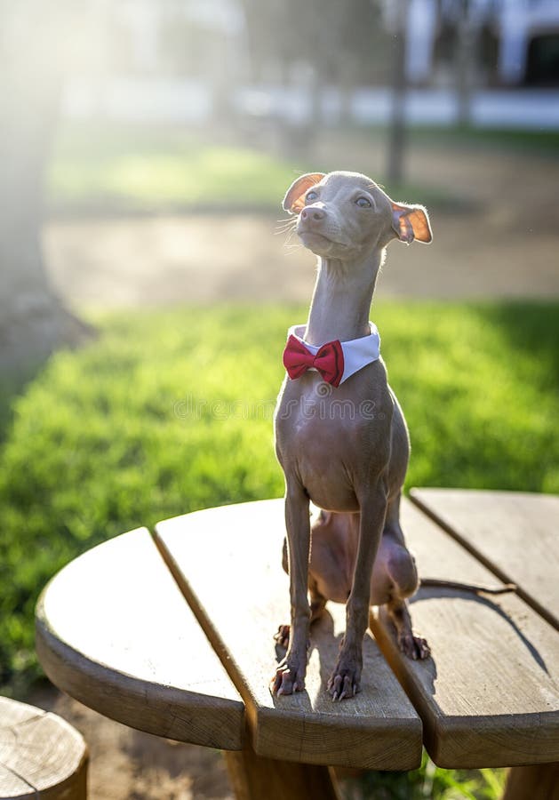 Galgo Italiano Pequeno No Campo Foto de Stock - Imagem de galgo ...