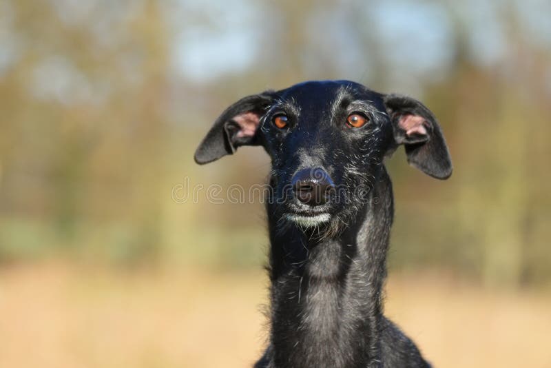 Jumpes Negros De Galgo Espanol Imagen de archivo - Imagen de perro ...