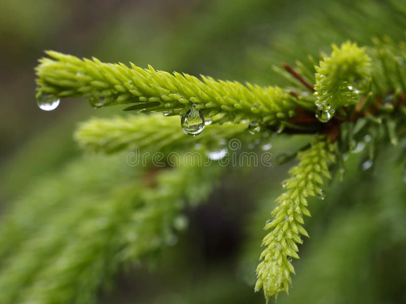 Galho Imagem. Imagem: 4434338