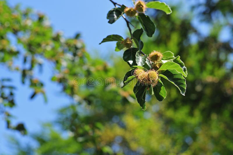 O Galho Do Fruto Da Faia, Espinhoso Esvazia a Casca. Imagem de Stock ...