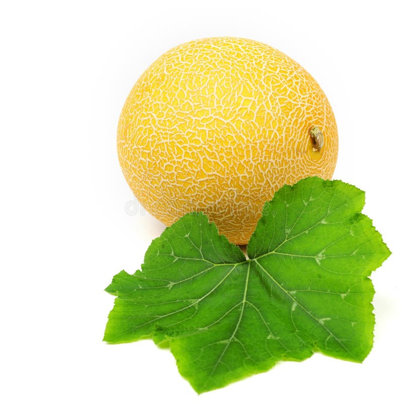 Galiamelone fotografering för bildbyråer. Bild av isolerat - 25378647