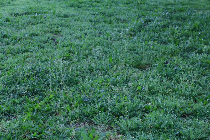 Galilee Beautiful Spring Grass Field. Stock Image - Image of spring ...