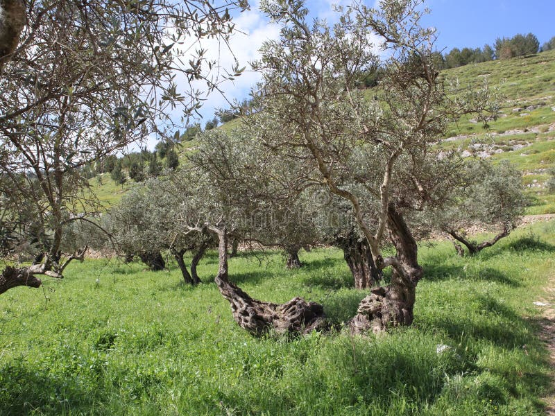 Galilee Beautiful Spring View with Olive Trees. Stock Photo - Image of ...