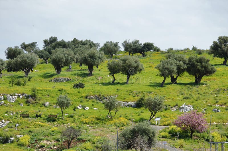 Galilee Spring Landscape with Olive Trees. Stock Image - Image of olive ...