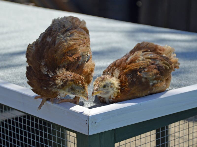 Galinha De Rhode Island Red Foto de Stock - Imagem de livre, galinha ...