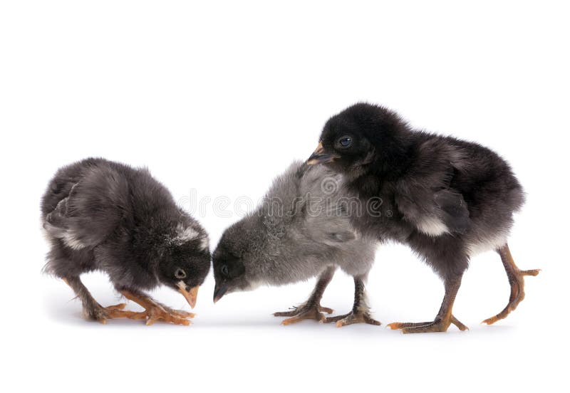 Galinha do bebê do grupo imagem de stock. Imagem de macio - 20562793