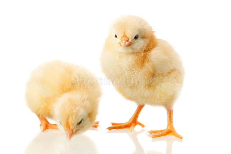 Galinha do bebê no branco foto de stock. Imagem de isolado - 25227576