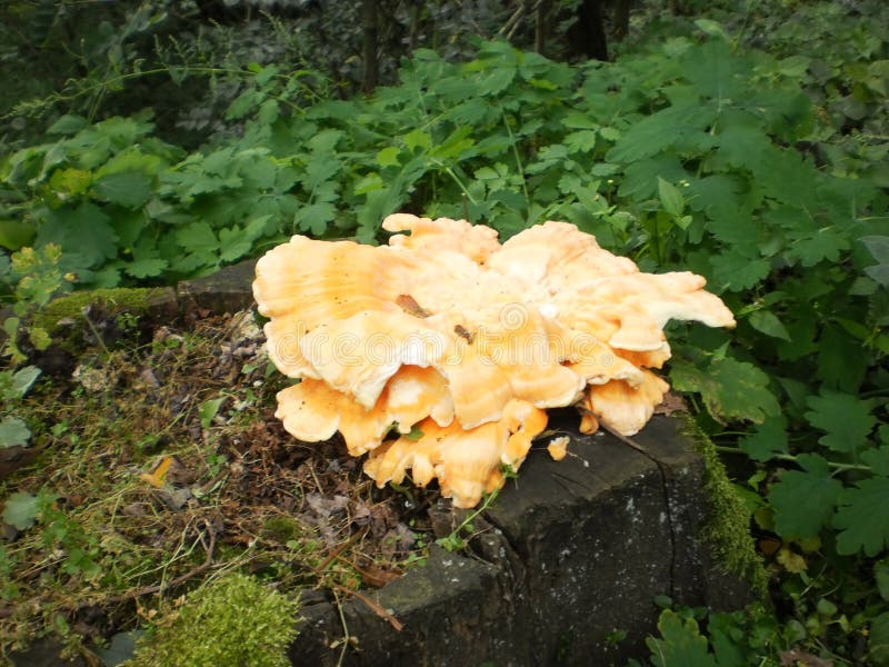 Galinha do bosque num toco imagem de stock. Imagem de flor - 265629123