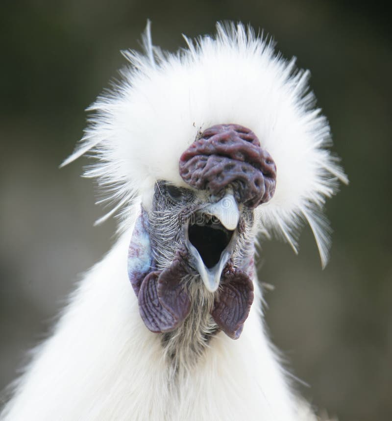 Galinha estranha 1 foto de stock. Imagem de galinha, branco - 2285866