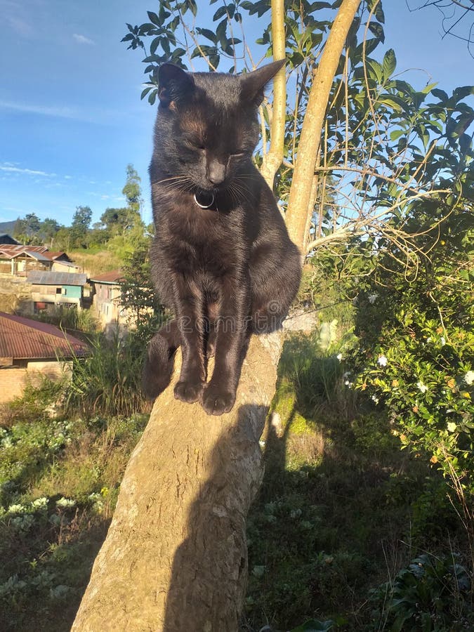 Galinha imagem de stock. Imagem de gato, animais - 253022641