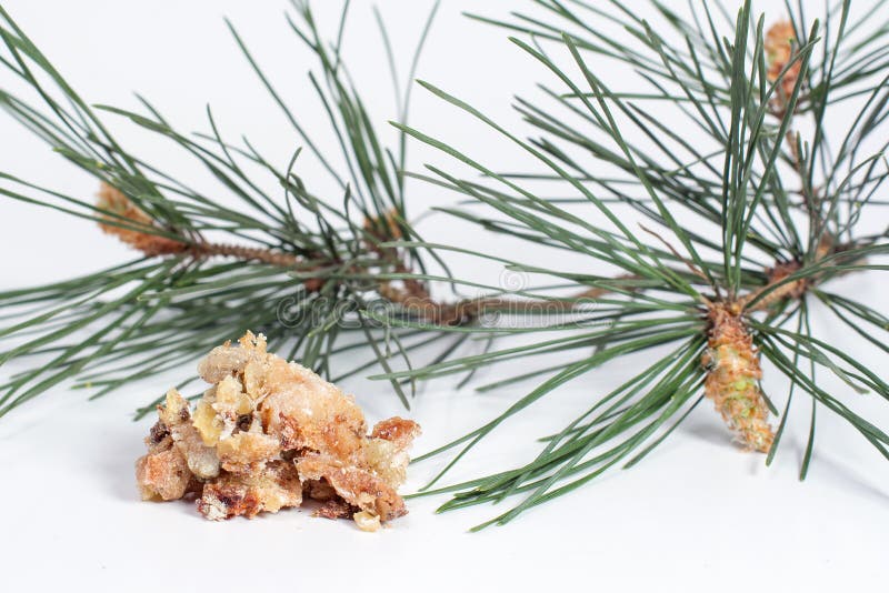 Galipot stock image. Image of decoration, life, cone - 57077613