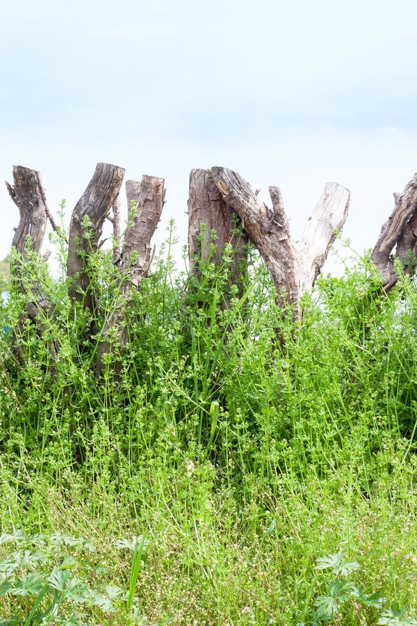 Galium spurium stock photo. Image of summer, space, green - 40636452