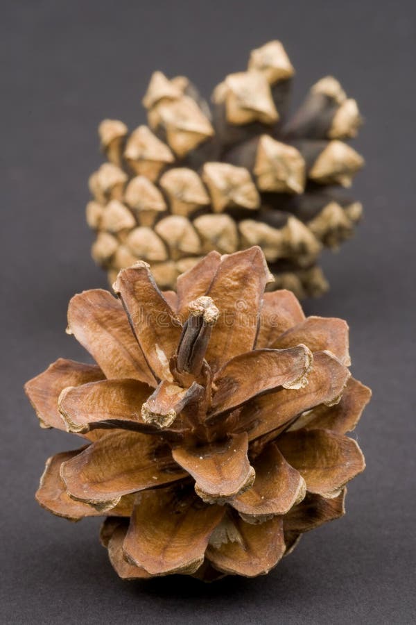 Gall stock image. Image of fruit, forest, wood, gall, life - 6778925