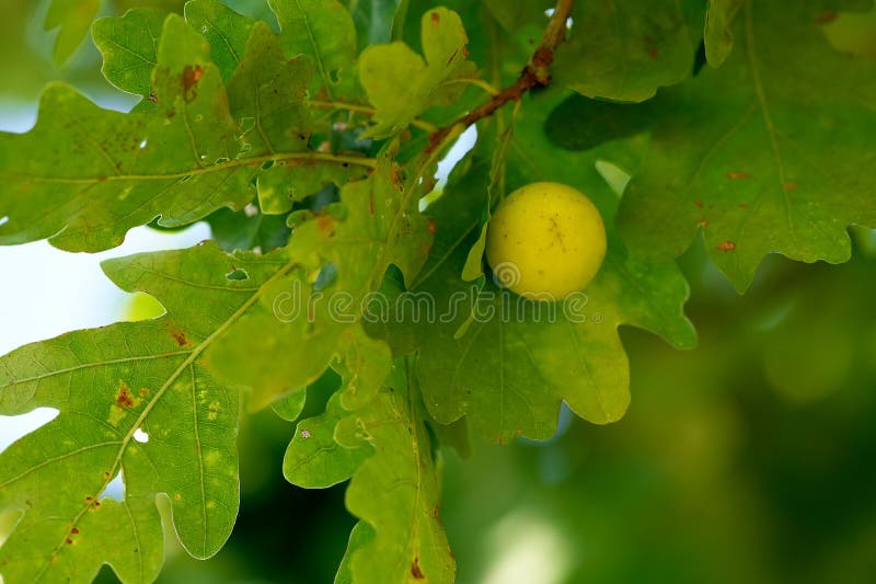 Gall Apples on an Oak Leaf, Round Ball on a Leaf at the Tree Stock ...