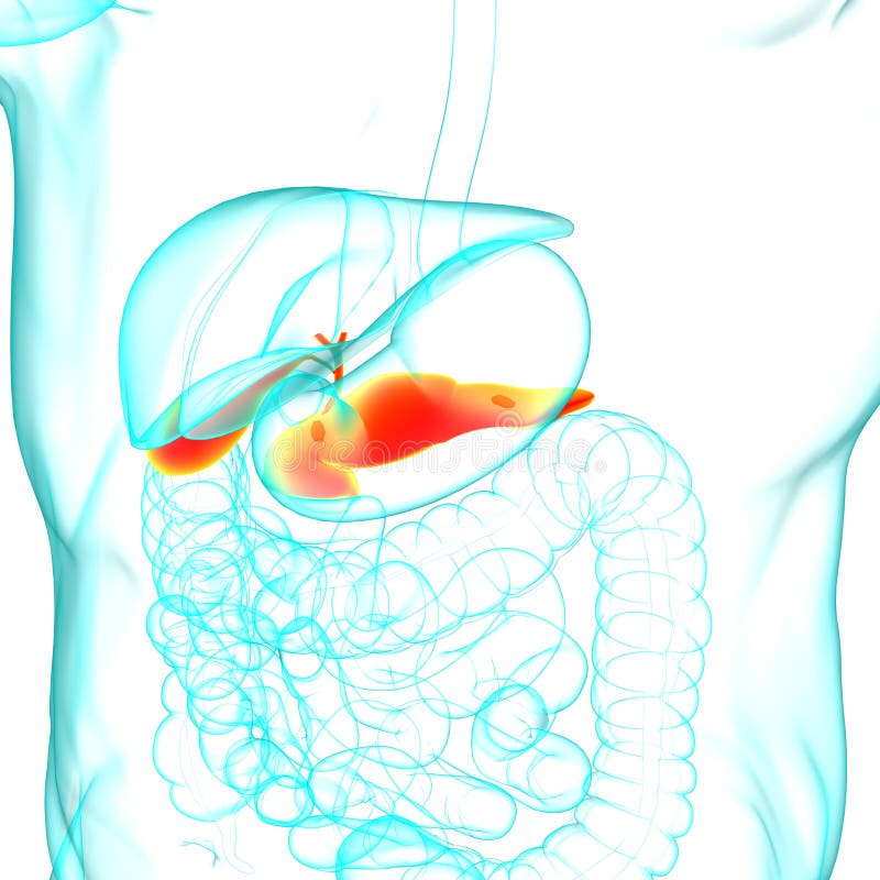 Gall Bladder Human Digestive System Anatomy 3D Rendering Stock ...