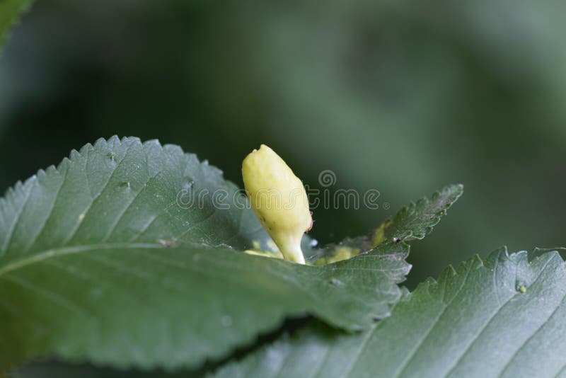Gall of the Elm Sack Gall Aphid Tetraneura Ulmi Stock Photo - Image of ...