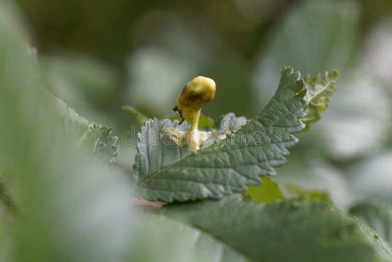 Gall of the Elm Sack Gall Aphid Tetraneura Ulmi Stock Photo - Image of ...