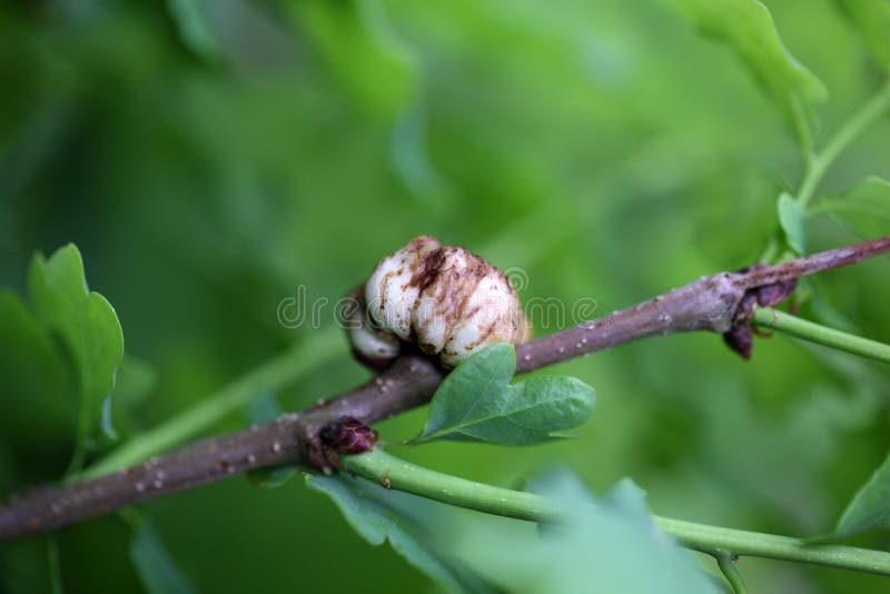 Gall of the Gall Wasp Biorhiza Pallida Stock Photo - Image of apple ...