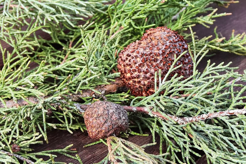 Eastern Gall Rust Cronartium Quercuum Stock Image - Image of pineoak ...