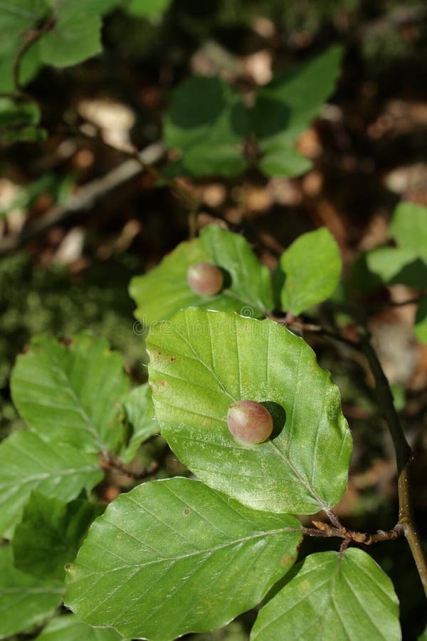 Gall nut on oak leaf stock photo. Image of generation - 69656244