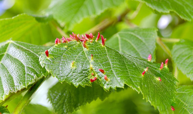 Gall midges galls stock photo. Image of larva, midges - 150619680