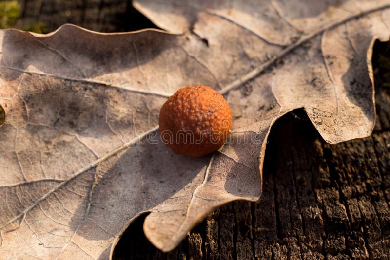 Gall nut on oak leaf stock photo. Image of generation - 69656244