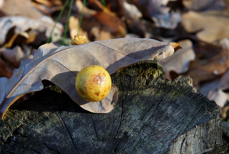 Cynips Gallae Stock Photos - Free & Royalty-Free Stock Photos from ...