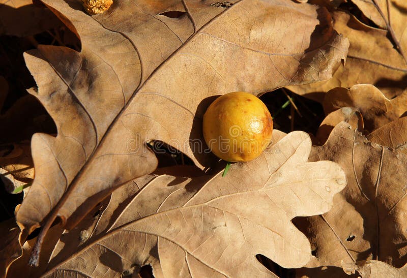 Cynips Gallae Stock Photos - Free & Royalty-Free Stock Photos from ...