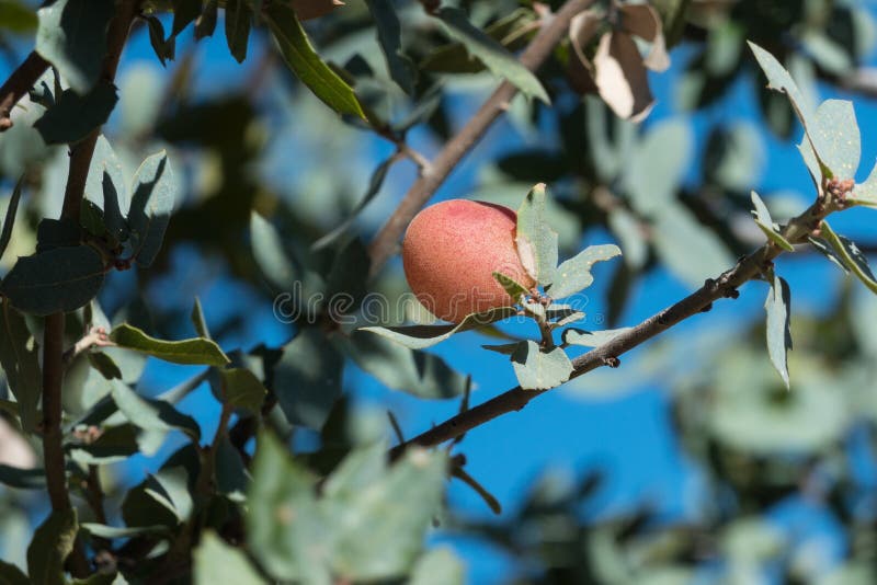 Wasp gall on a Scrub Oak stock photo. Image of colors - 260080026