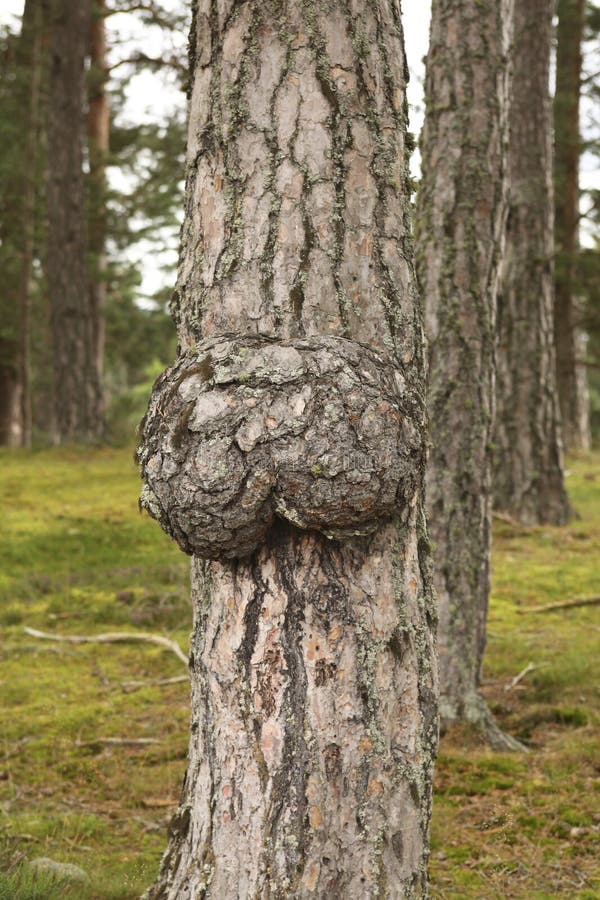 Gall on trunk of tree stock image. Image of effect, material - 22975265