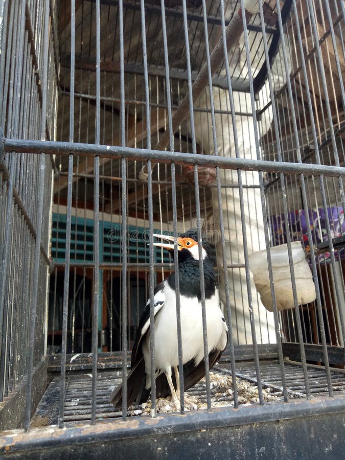 Gallant bird in a cage stock image. Image of chicken - 209435285