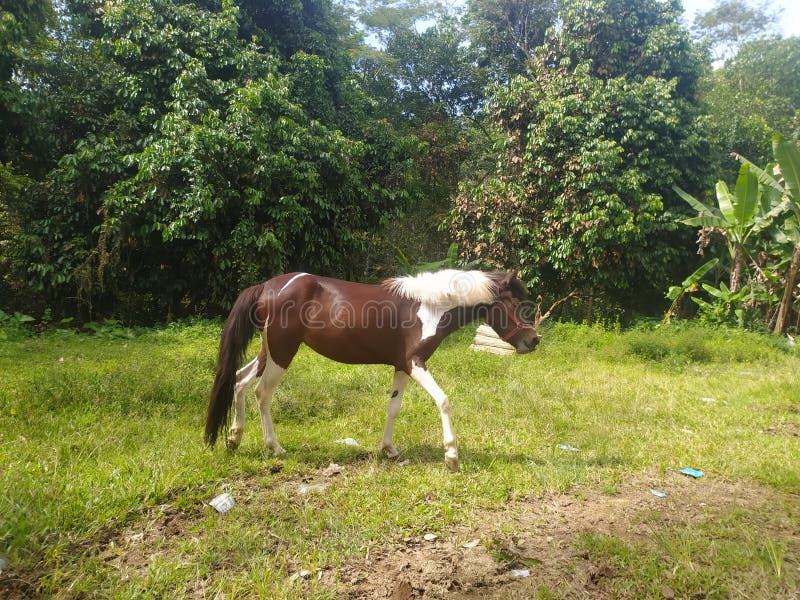 The GALLANT HORSE stock image. Image of mammal, gallant - 268417781