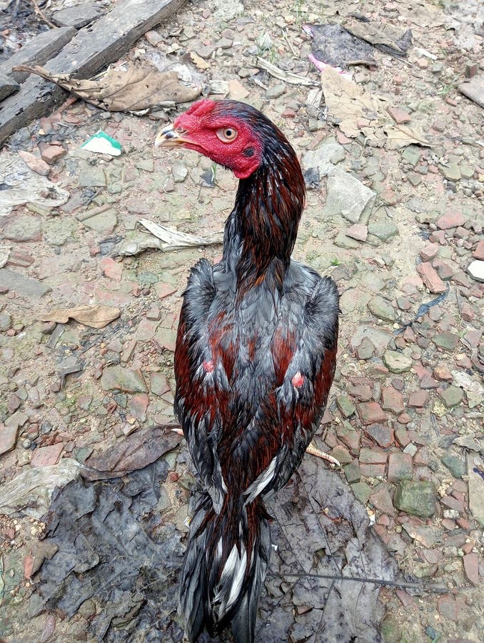 The gallant rooster stock image. Image of wing, rooster - 372993361