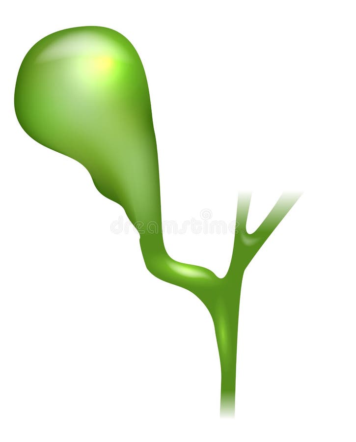 Gallbladder Clipart