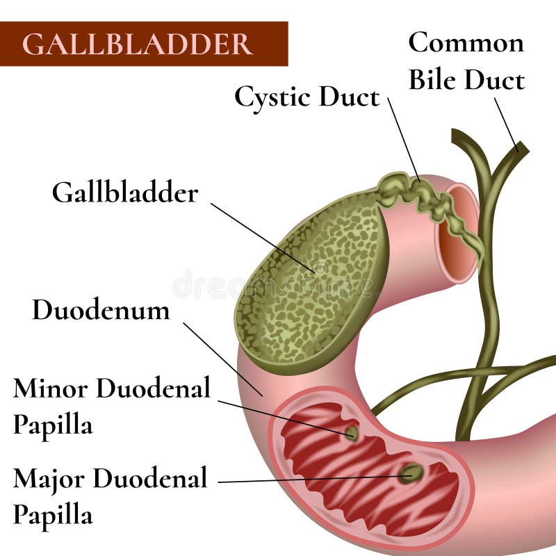 Gallbladder stock vector. Illustration of hepatic, isolated - 86917371